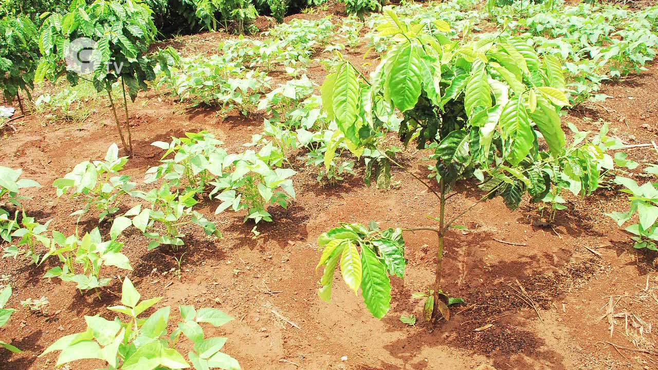 Lessons in Sustainable Coffee Farming: The Nescafé Plan - YouTube