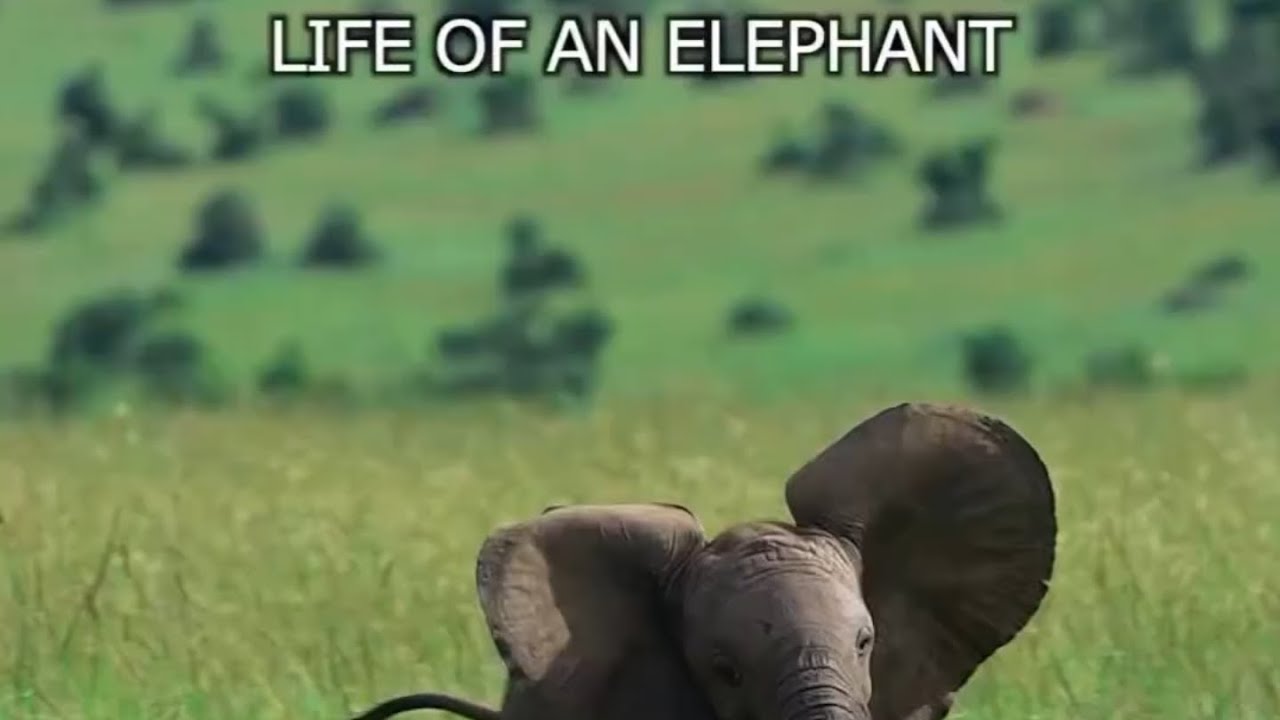 Wildlife Weekly Reminder Part 52 - YouTube