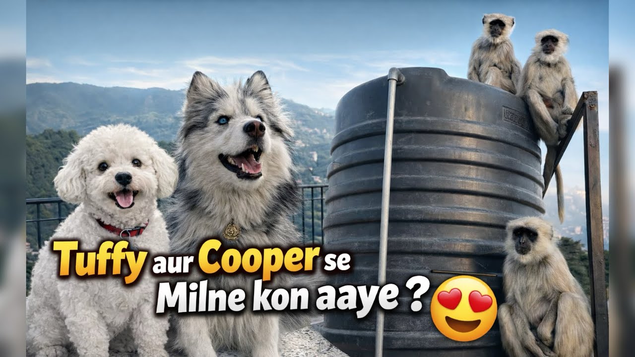 Meet Tuffy and Cooper | Special guest aaye dono se milne 😍 - YouTube