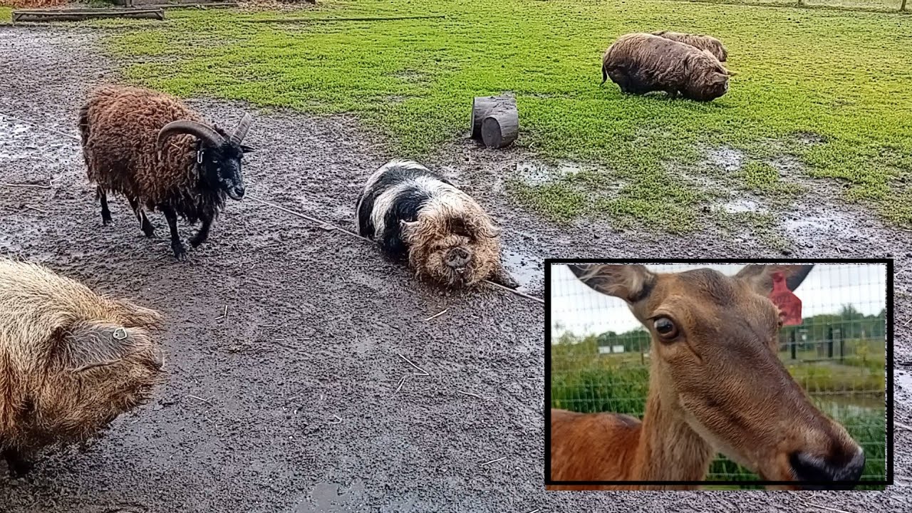 A visit to Applecast Farm - YouTube