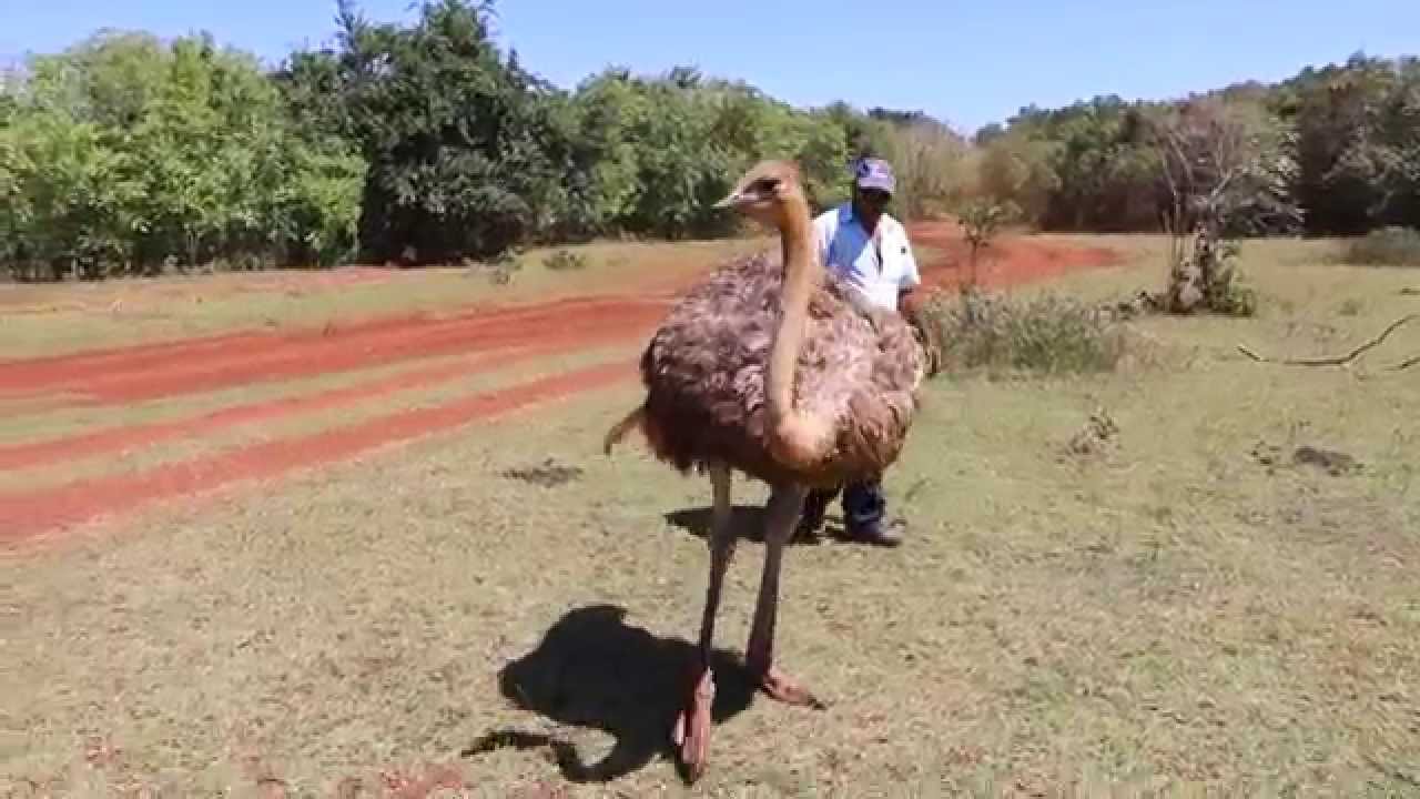 Sol Rio de Luna y Mares Cuba - Island Paradise - Ostrich / Camel Bird ...