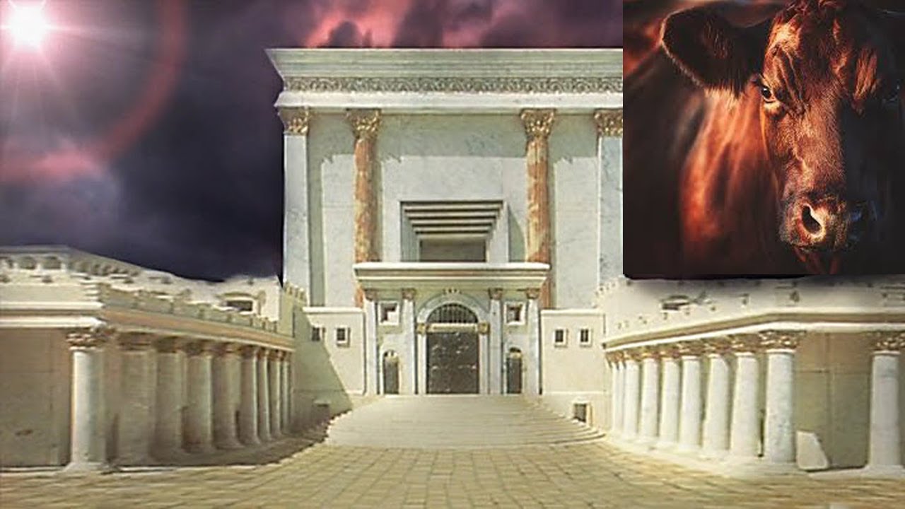 Red Heifers Found In Texas By Israel’s Temple Institute Examined - YouTube