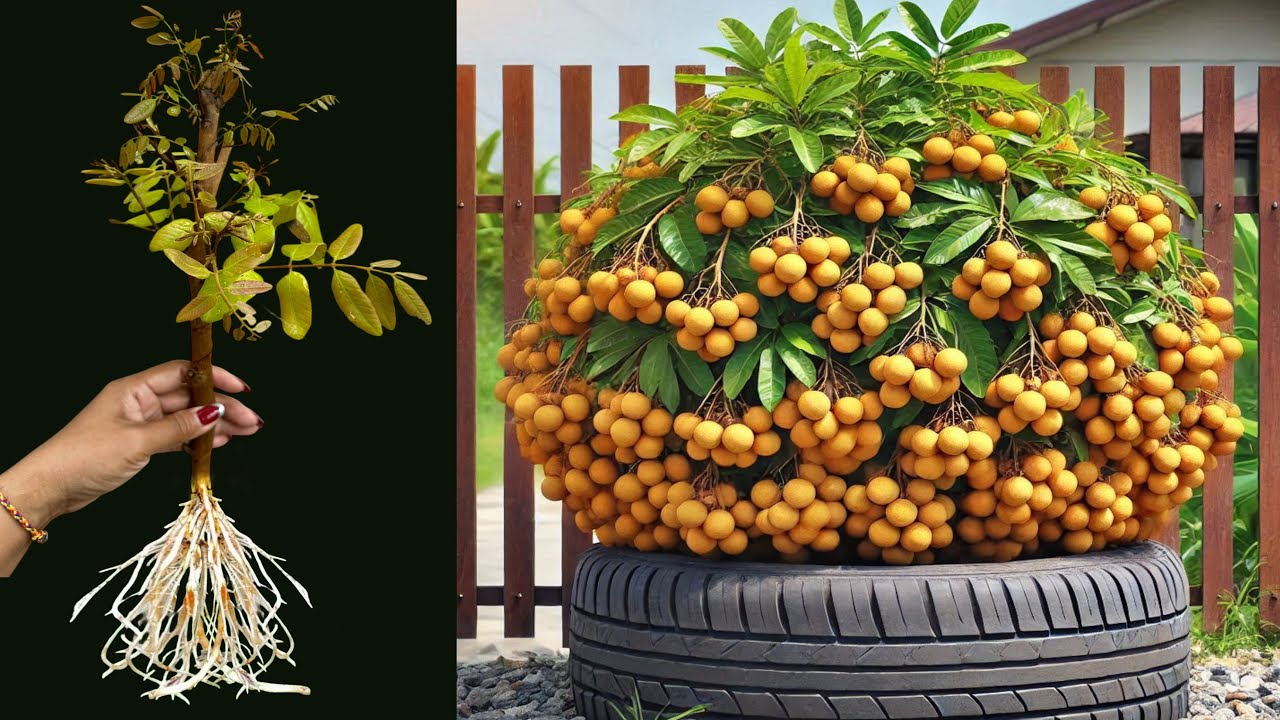 Great Technique For Grafting Longan Tree With Aloe Vera And Eggs, how ...