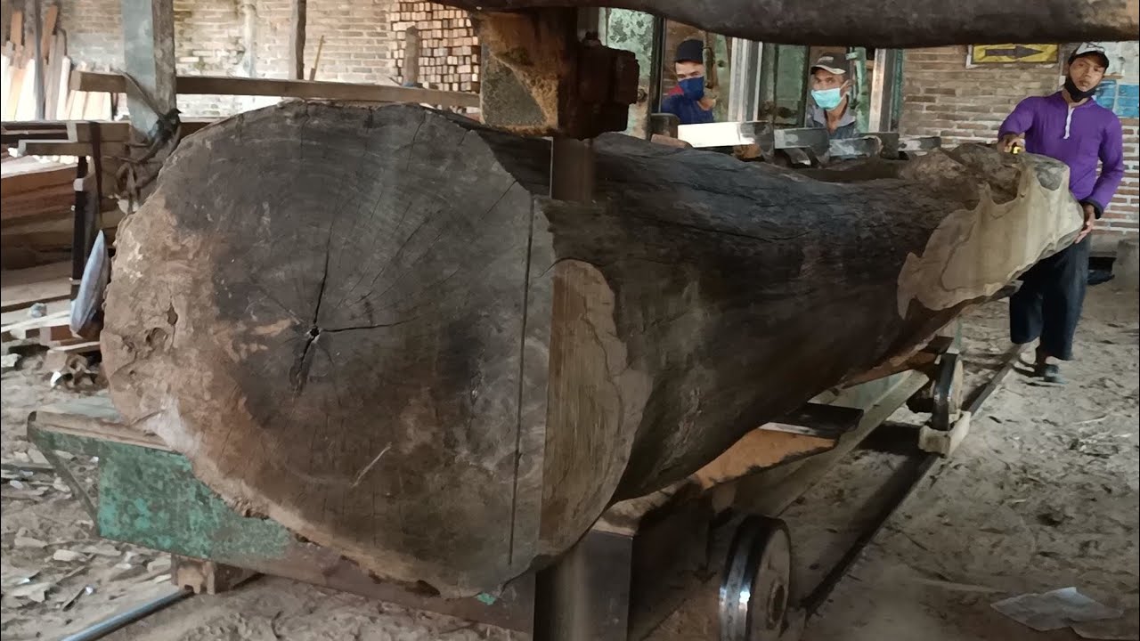 performa galih kayu jati super bikin senang sultan proses penggergajian ...