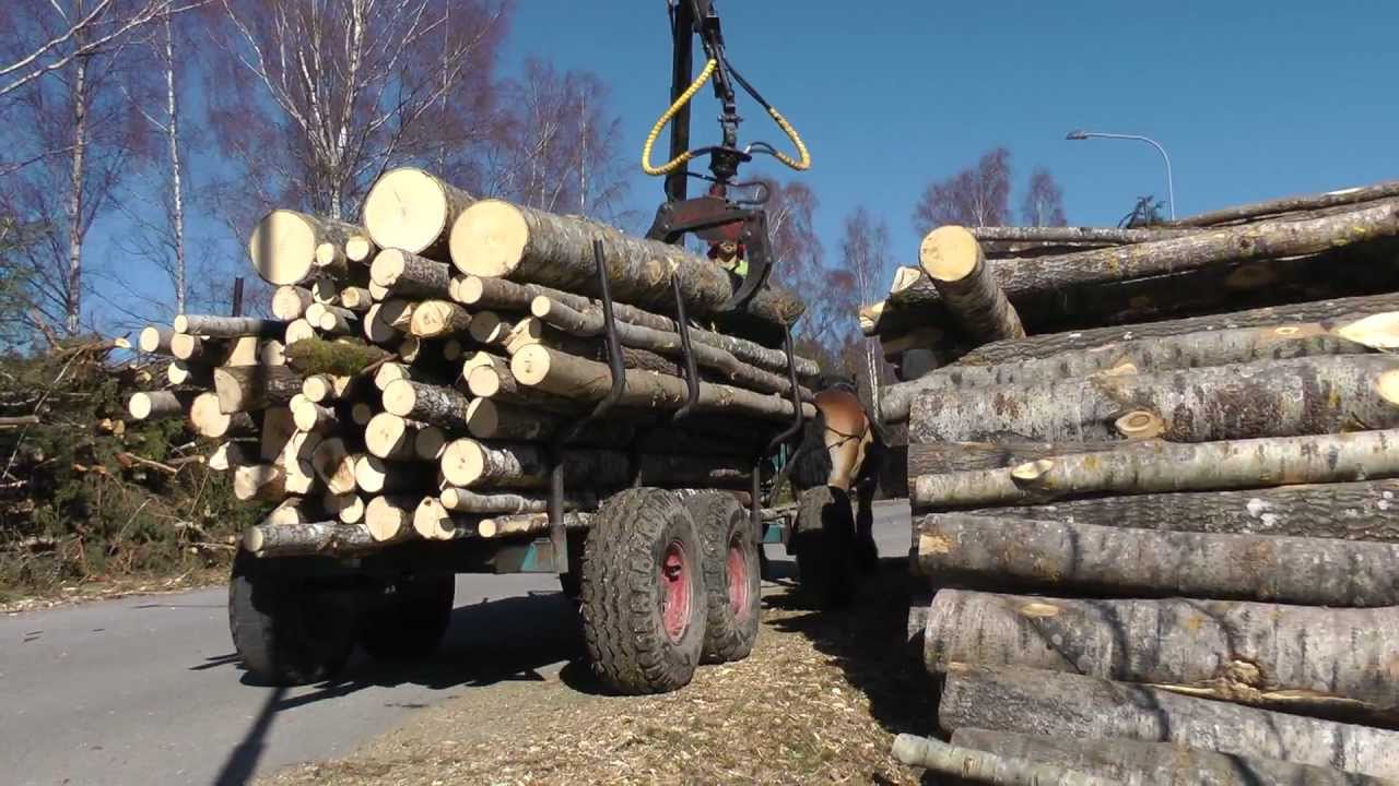 Horse logging Sweden - YouTube