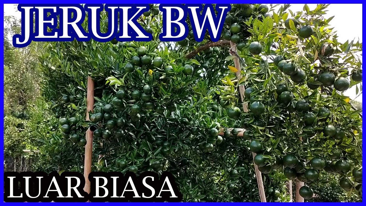 Budidaya Jeruk BW Buahnya Luar Biasa - YouTube