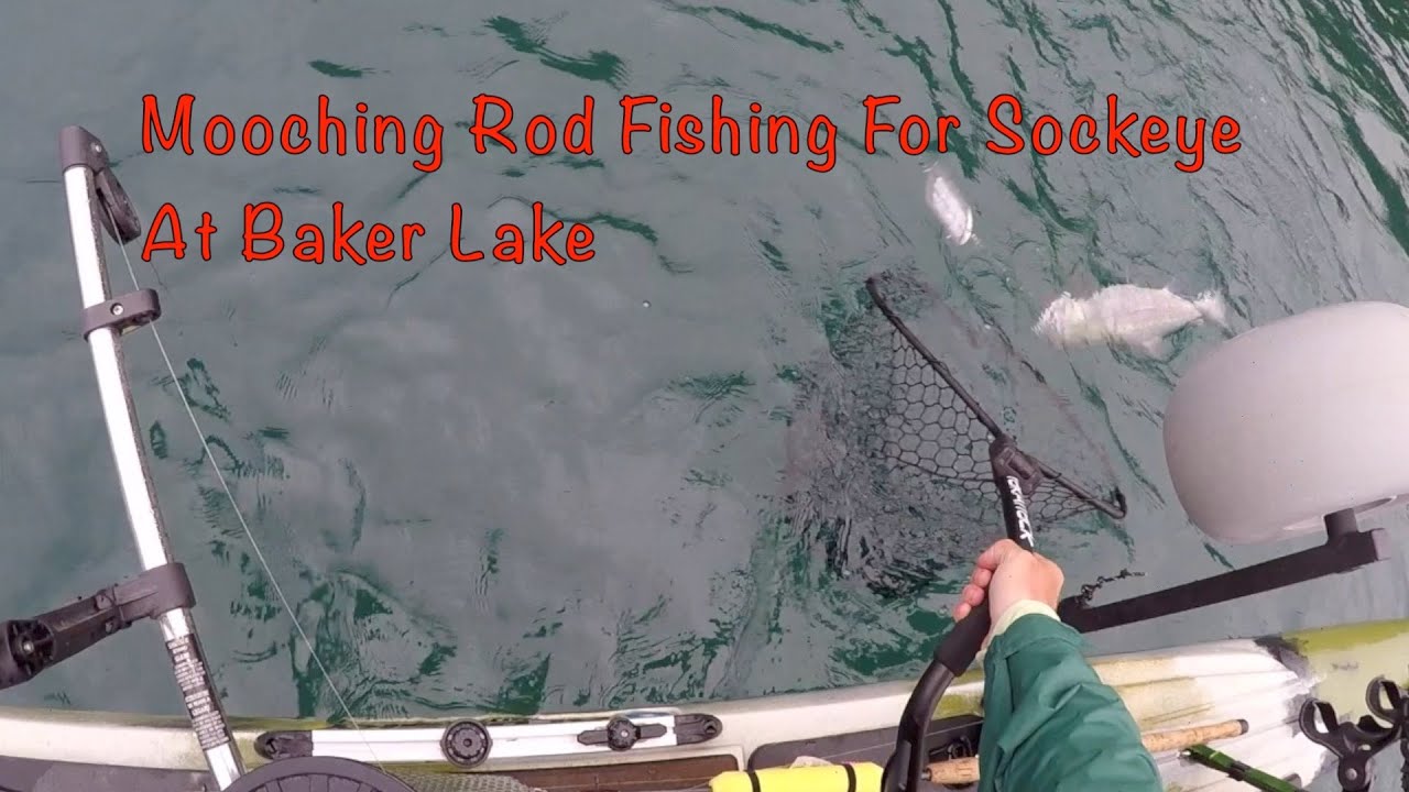 Baker Lake Sockeye Salmon Using A Mooching Rod And Reel - YouTube