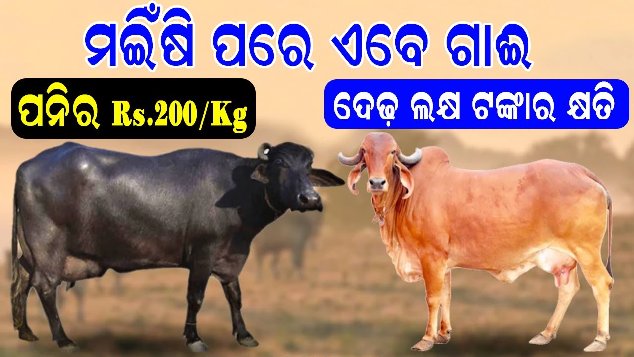 ମଇଁଷି ପରେ ଏବେ ଗାଈ ପାଳନ || Cow farming In odisha. #efarmingodisha #cow ...
