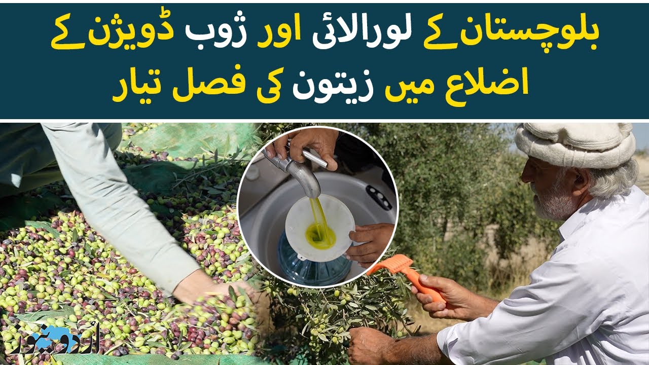 Olive crop ready to harvest in Loralai and Zhob Division districts of ...