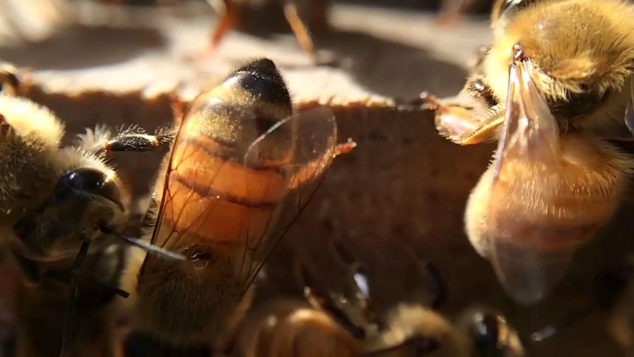 Random bee close-up slow motion shots - YouTube