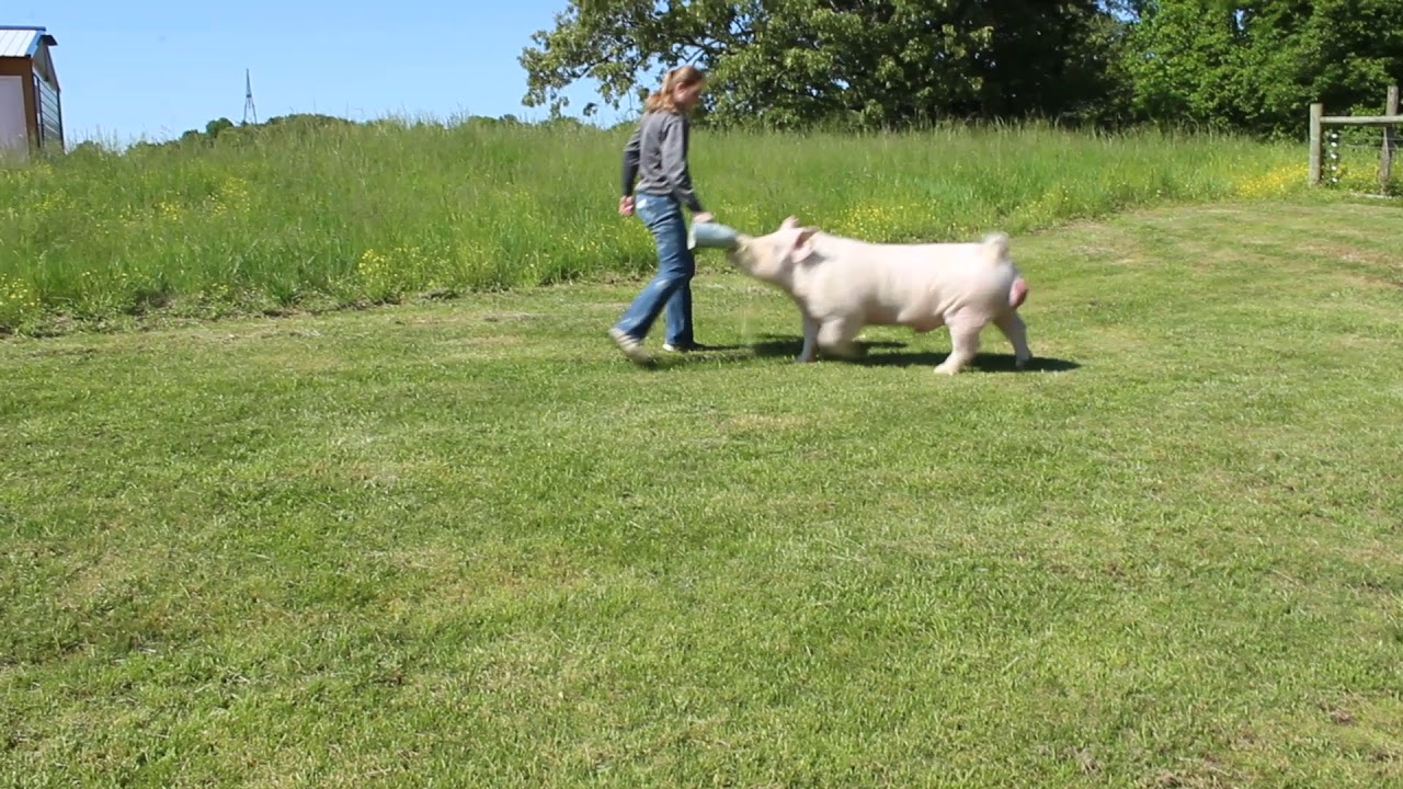 286-3 York Boar - YouTube