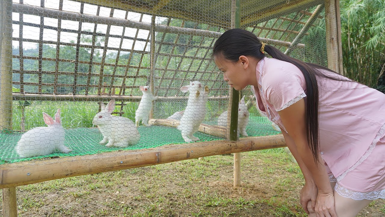 Techniques for making rabbit cages with wooden frames, Hoàng Thị Chiển ...