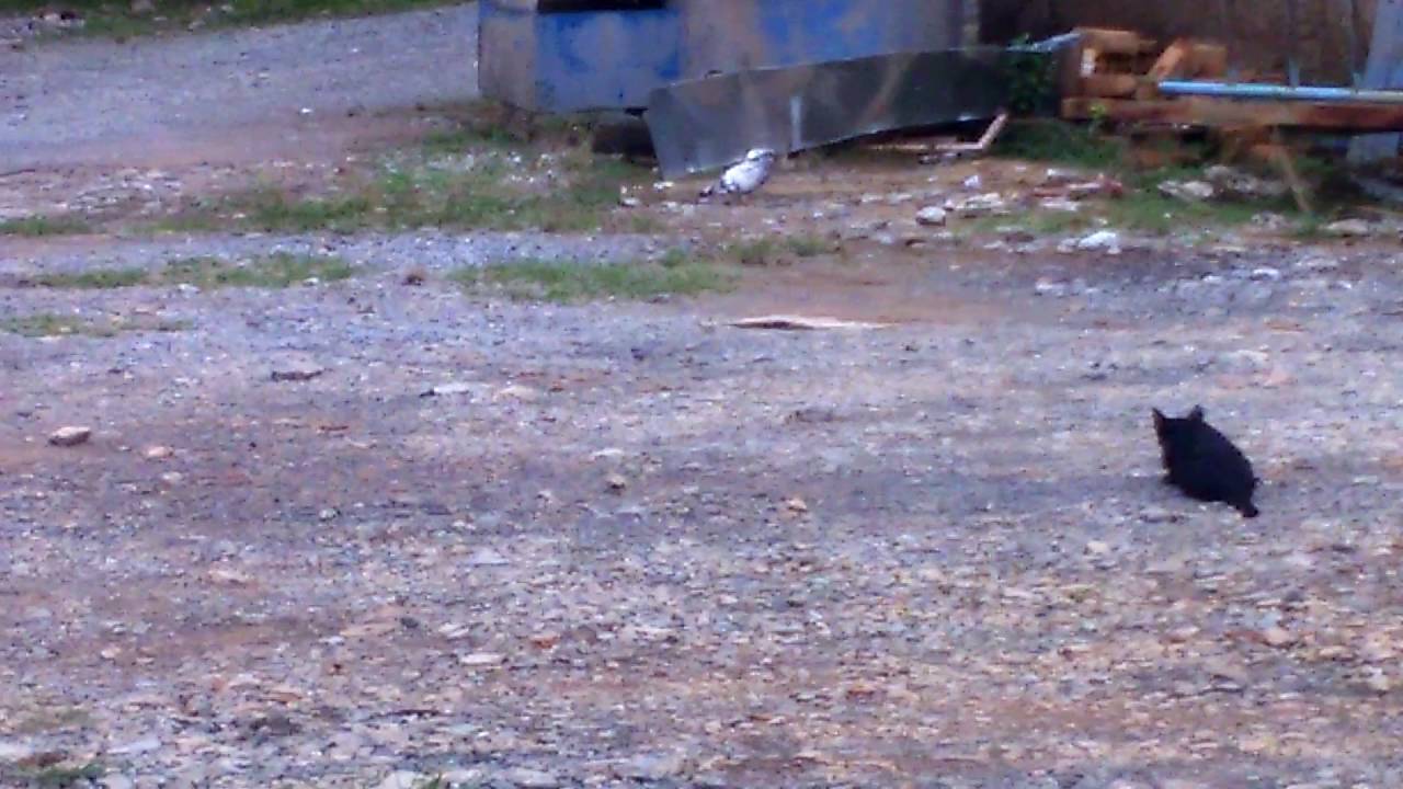 Gato caçando pombo - YouTube