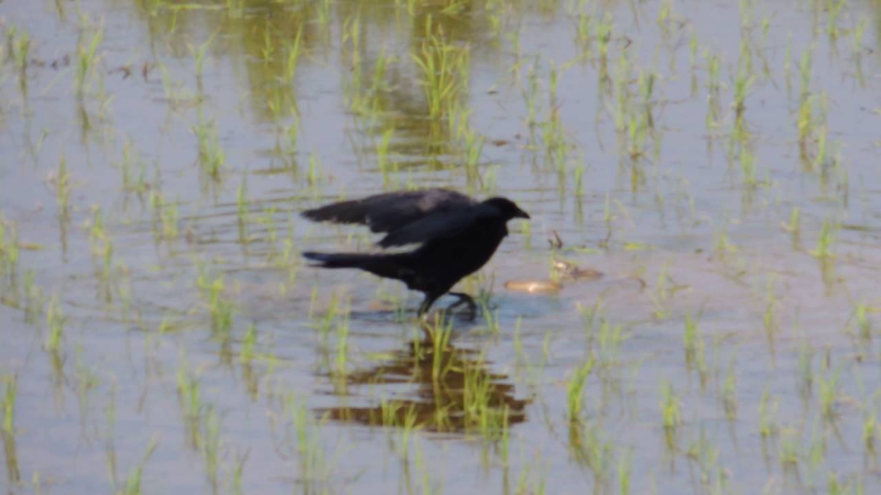 Battle of Crow Vs. Snake - YouTube