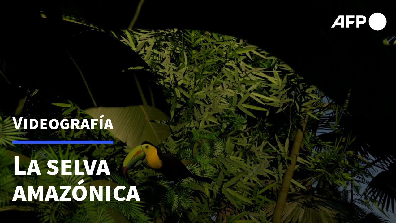 La selva amazónica | AFP - YouTube