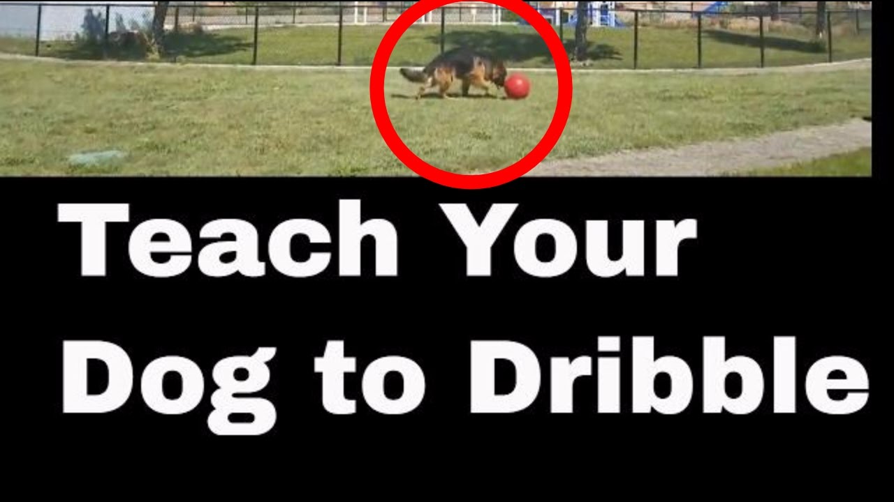 Train your dog to dribble a ball - YouTube