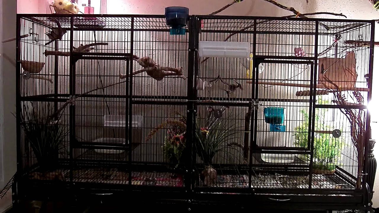 Tutorial on keeping cages clean! HD - YouTube