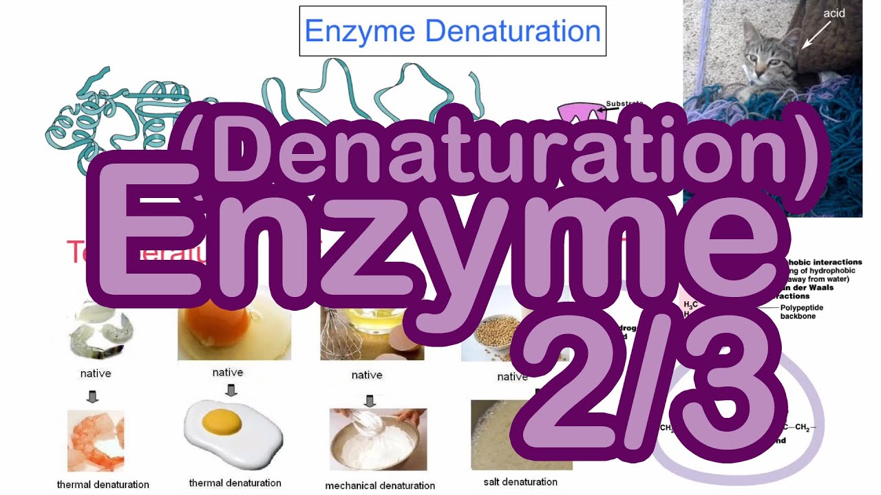 DSE Bio 【生物王】 Unit 2.2 酶會變性？(中文字幕) Enzyme denature?(English subtitle ...