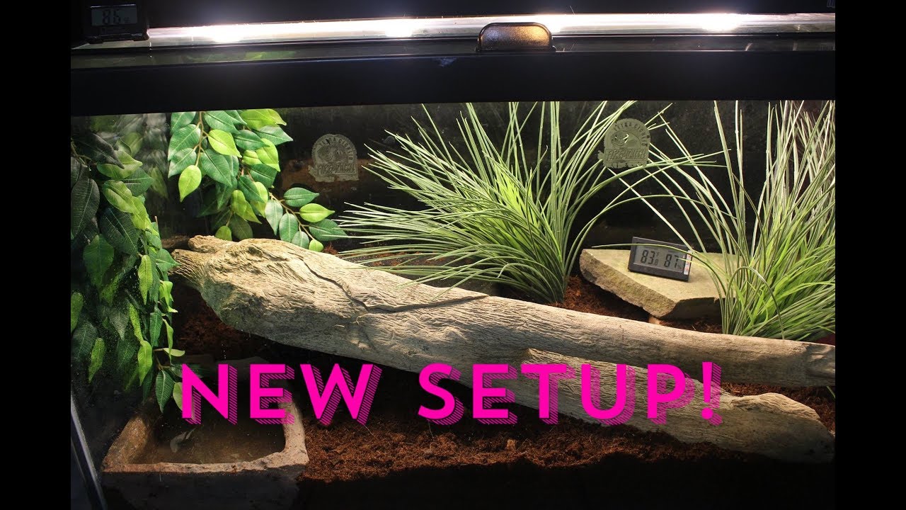 How I Setup my Savannah Monitor - YouTube