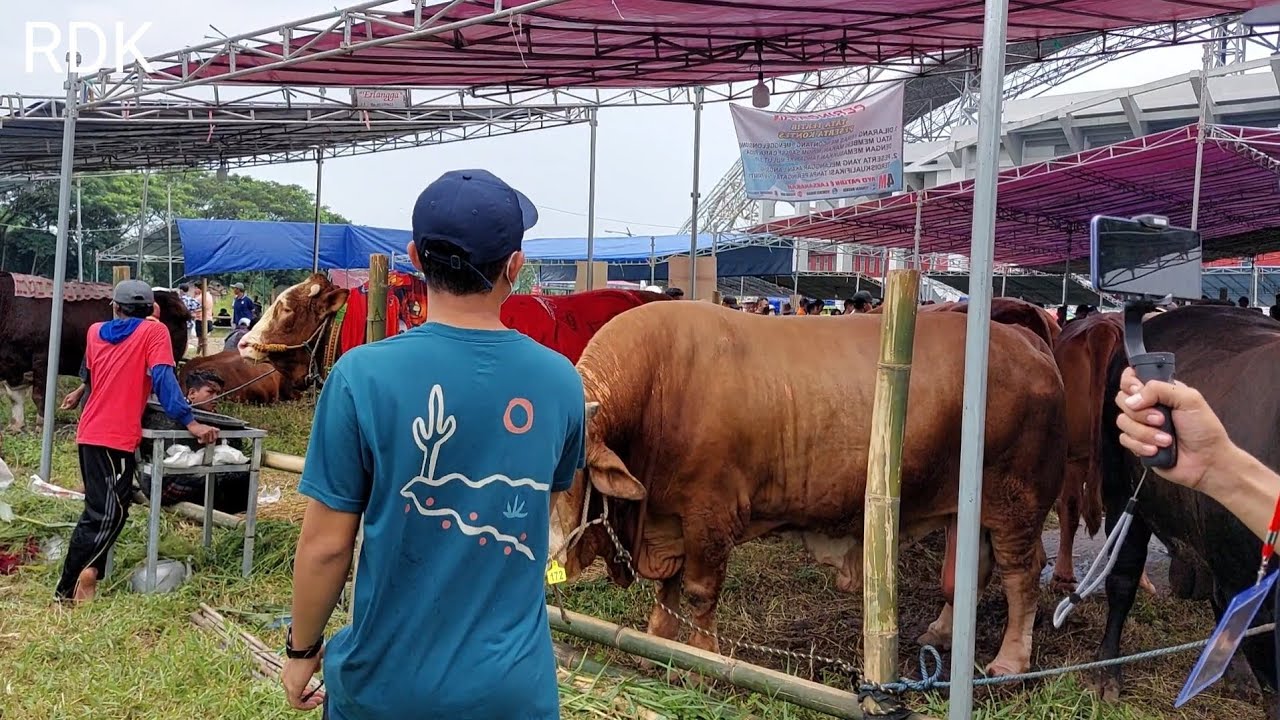 SAPI EXTRIM ROJULI EX SETIA FARM IKUT KONTES, dibeli utk teman Wariso ...