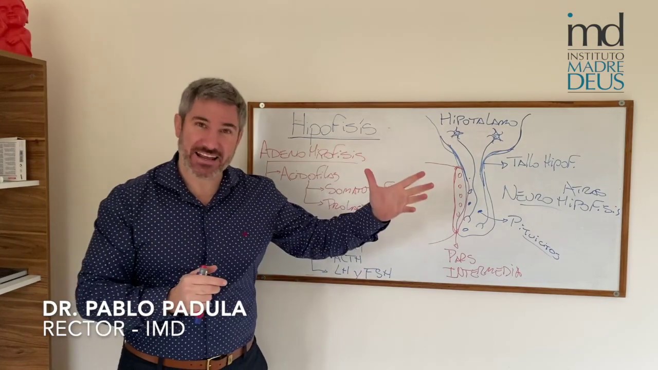 Anatomo-Fisiología de la HIPOSIS. Prof. Dr. Pablo Padula - YouTube
