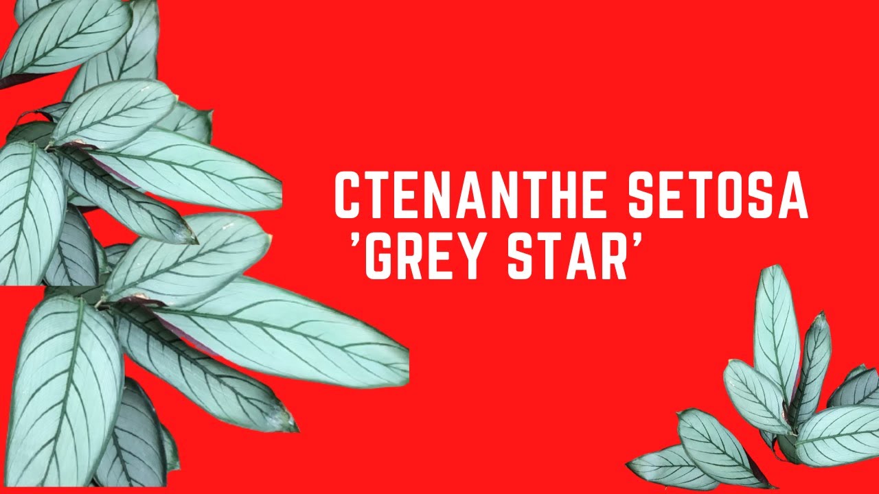 || CTENANTHE SETOSA 'GREY STAR' || CARE TIPS || - YouTube