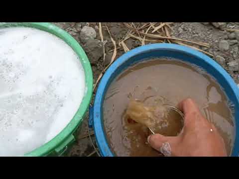 4days First application Sa kamatis Diamante max F1&JEWEL F1ByEastSeeds ...