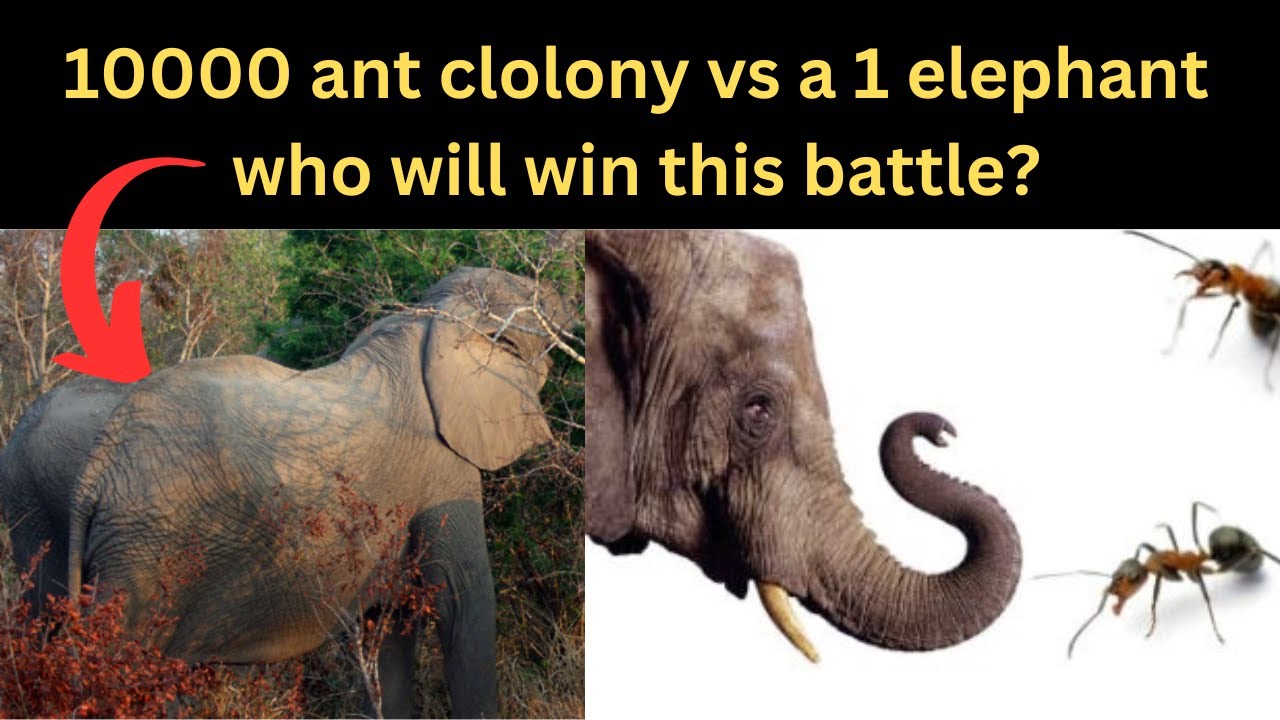 10000 ant clolony vs a 1 elephant who will win this battle? - YouTube