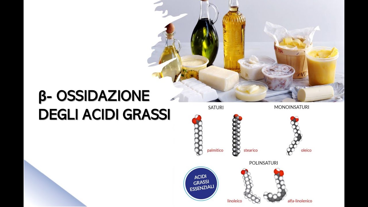 La beta ossidazione degli acidi grassi - YouTube