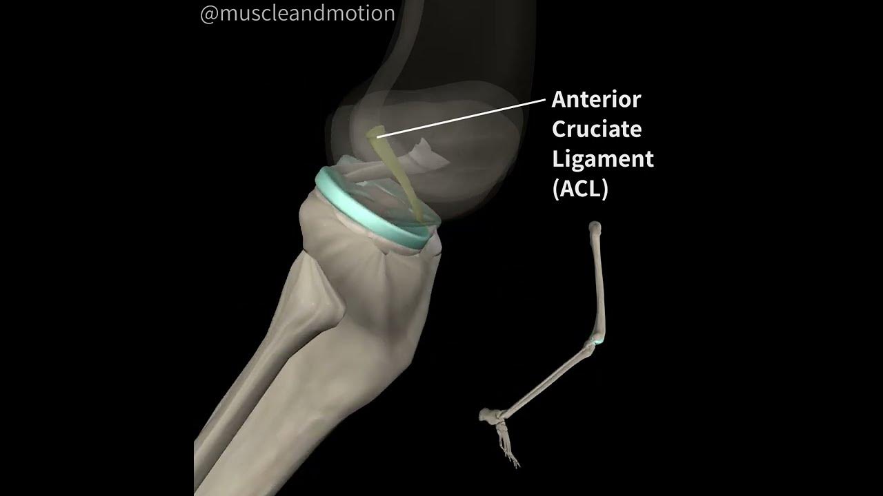 Acl Anatomy And Function 🤓 Youtube
