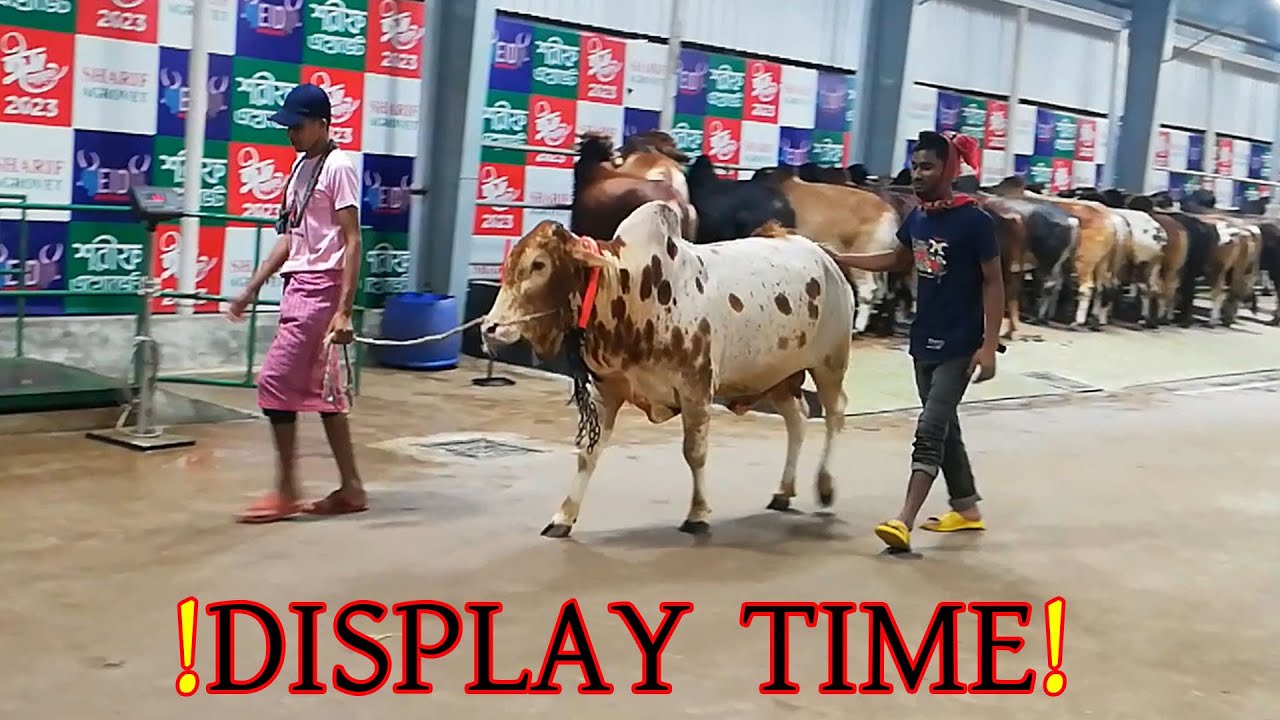 Most Beautiful Cow Display Time In Sharif Agro 2023 | Biggest Cow Farm ...
