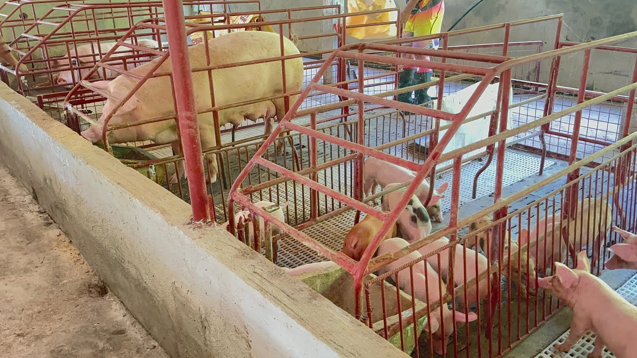 FARM UPDATE: Piglet Tagging/Gilt Selection - YouTube
