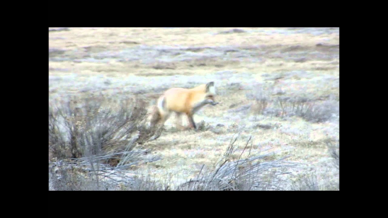 Fox catches mouse in the wild - YouTube