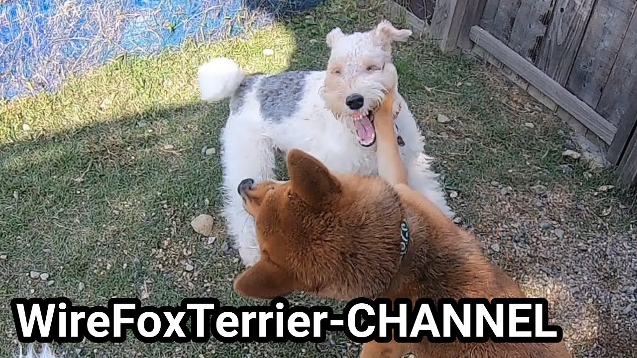 Shiba Inu vs. Wire Fox Terrier - YouTube