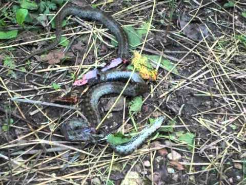 gveli da dato - YouTube