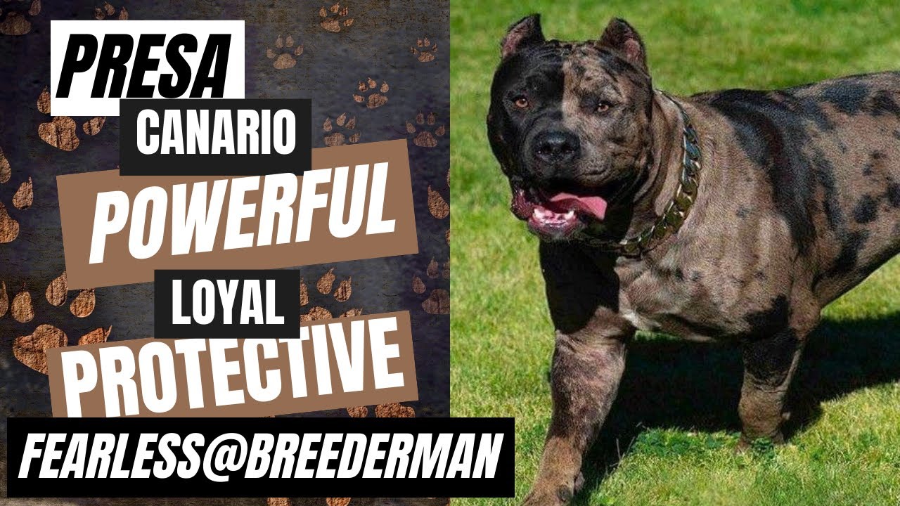 Presa Canario | Canary Mastiff - YouTube