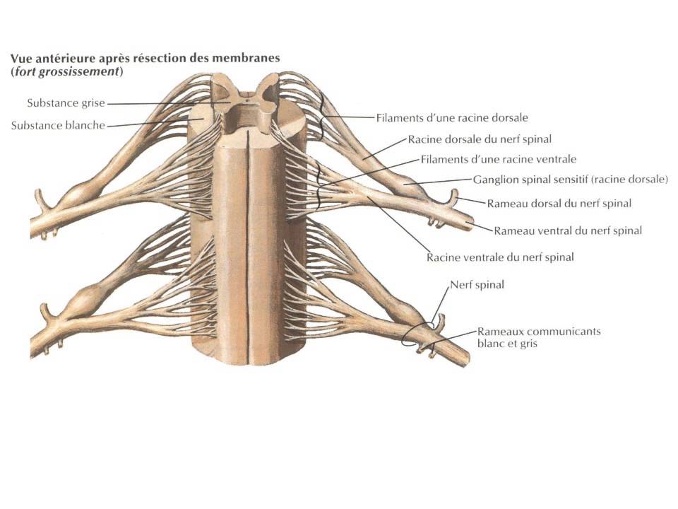 ANATOMIE LA MOELLE EPINIERE - YouTube