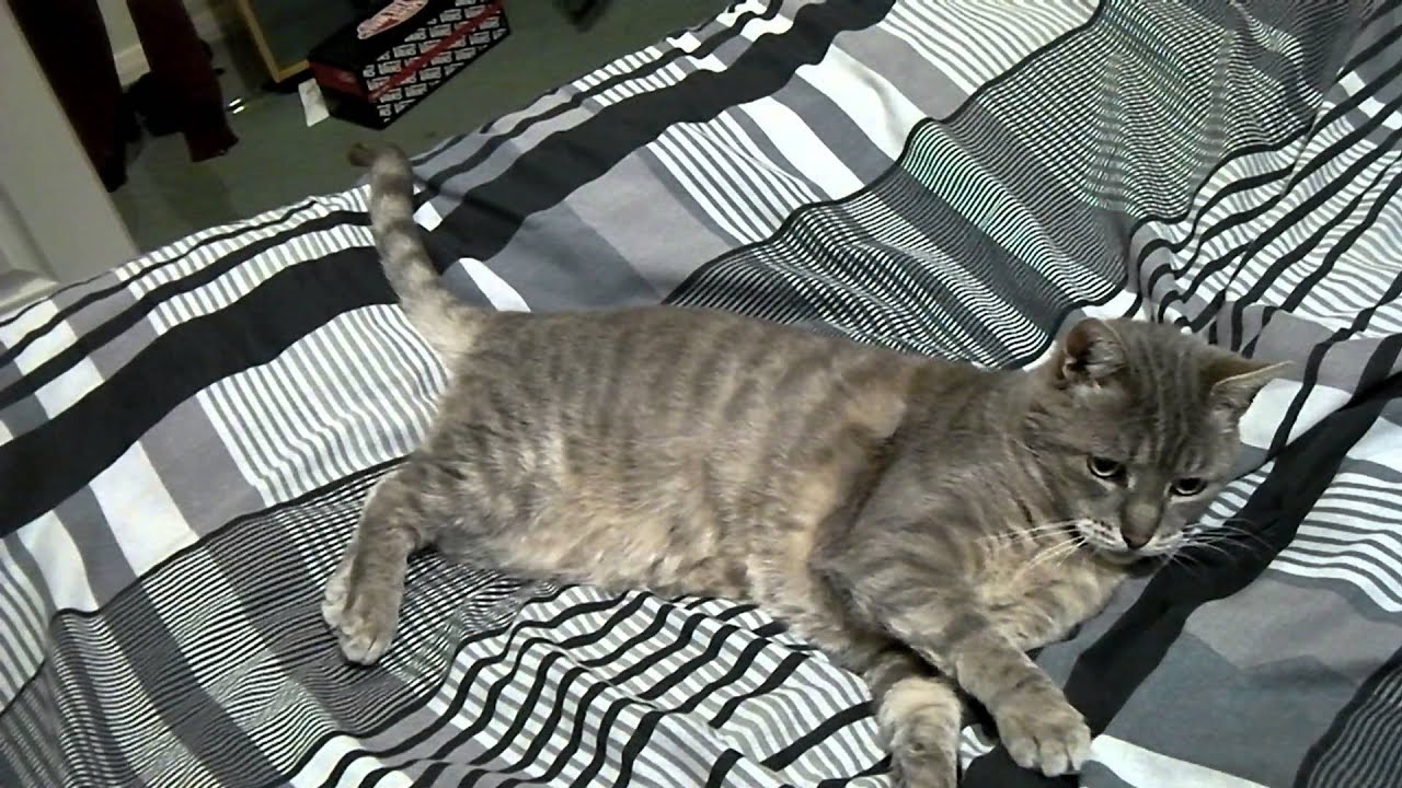 Fat Cat Getting Exercise - YouTube