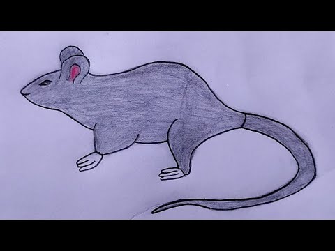 Rat Drawing Easy Step By Step🐁 || Rat Drawing For Beginners 🐭 || - YouTube