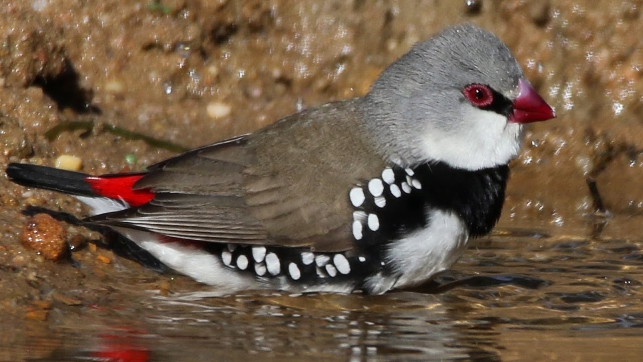 Delightful Diamond Firetails - Capertee Valley - YouTube