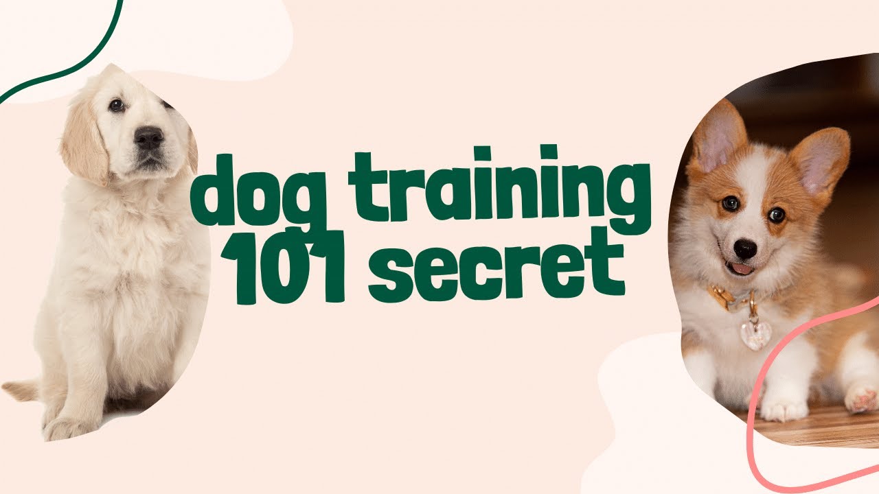 Dog Training 101 From Pup to Polished🐶FREE PDF📕 IN BIO - YouTube
