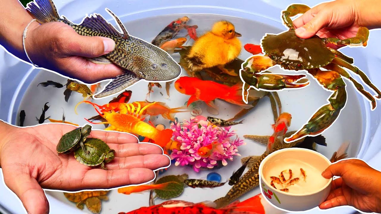 Crab Catfish Duck Betta Turtle Pleco Koi Carp Angelfish Ping Pong ...