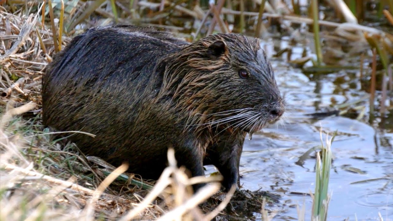 Nutria in its natural habitat (children & family friendly movie) - YouTube