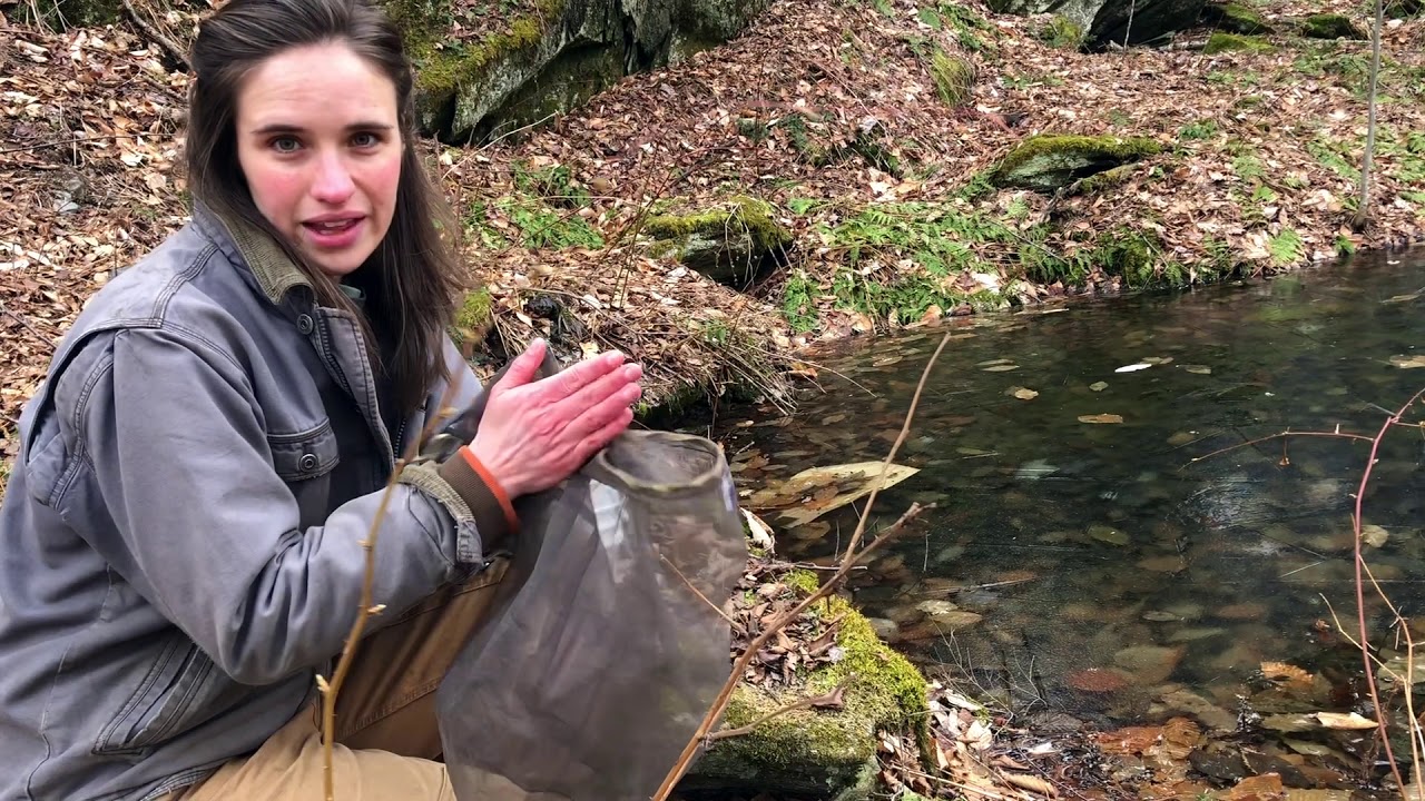 Ponding: a Spring Hill "how-to" - YouTube