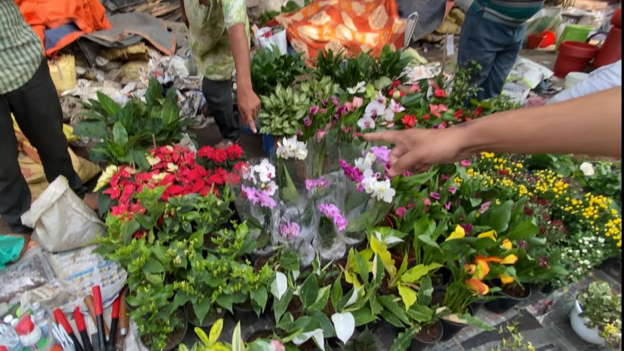 ORCHID SEULI CALA LILY AND WINTER FLOWER PLANT PRICE| GALIFF STREET ...