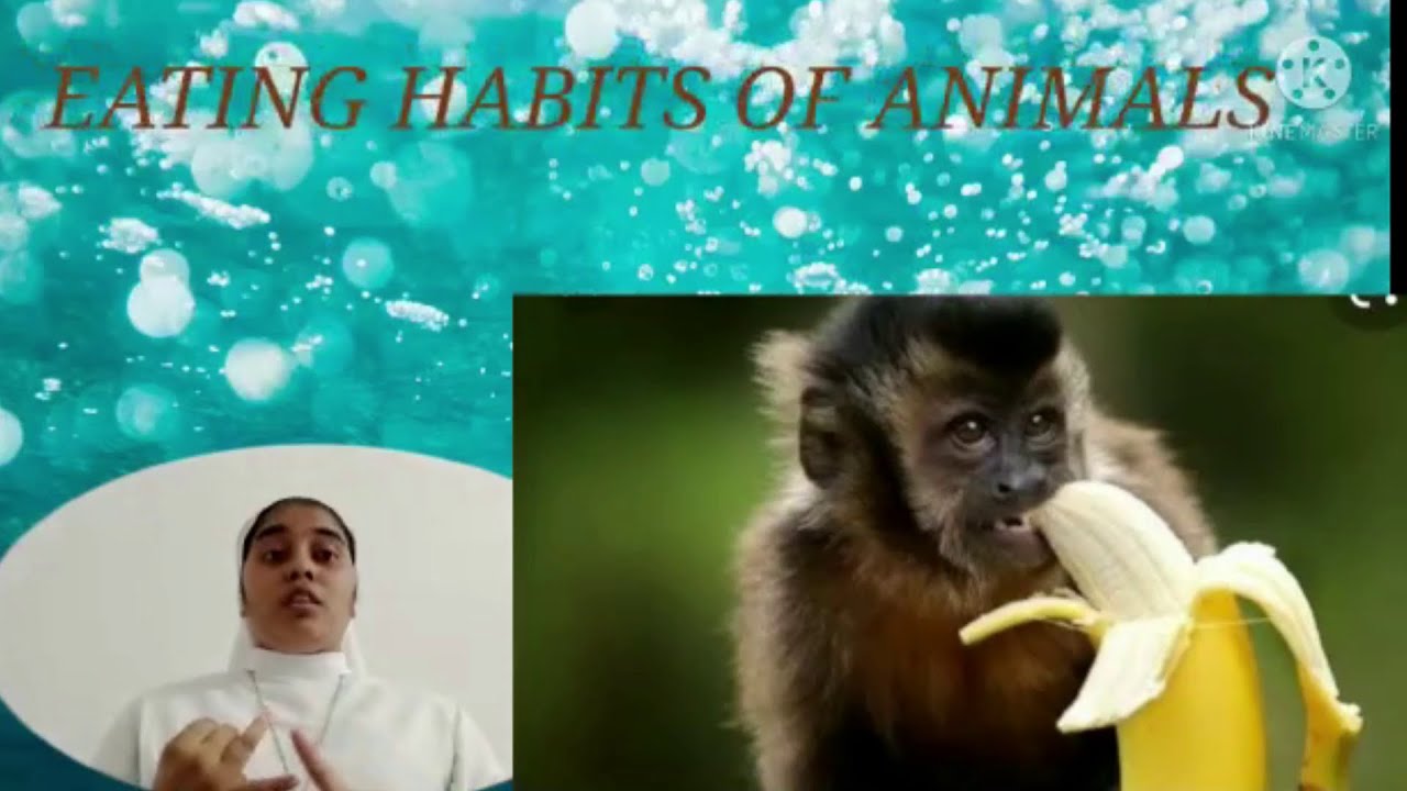 Eating Habits Of Animals | Class : 3 CHAPTER 1| Science | CBSE ...