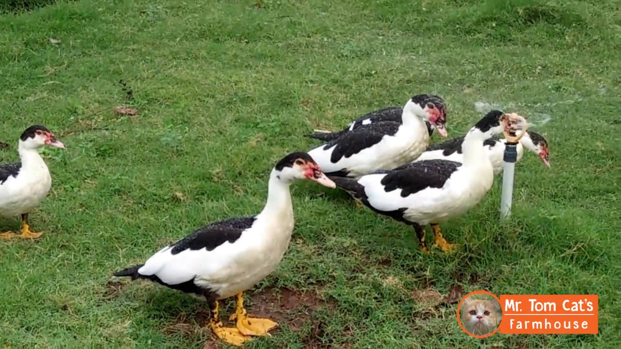 Muscovy Duck Flying Scenery - Pet's Discovery TV - YouTube