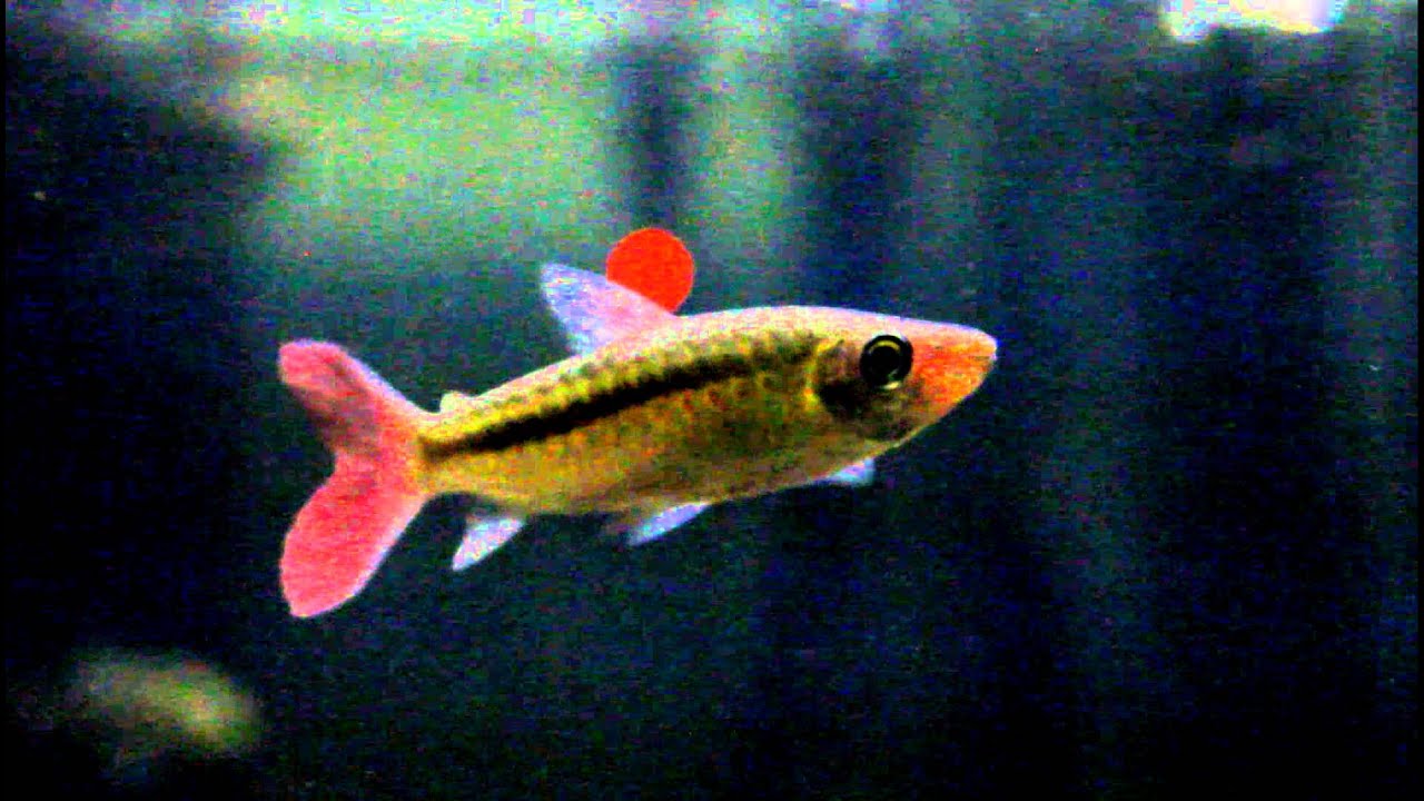 Pink Tail Chalceous - YouTube