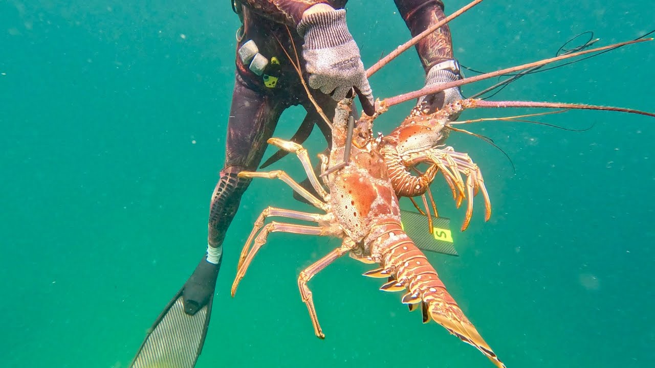 LOBSTER hunting on the Trinidad's North Coast | Spearfishing Snapper ...