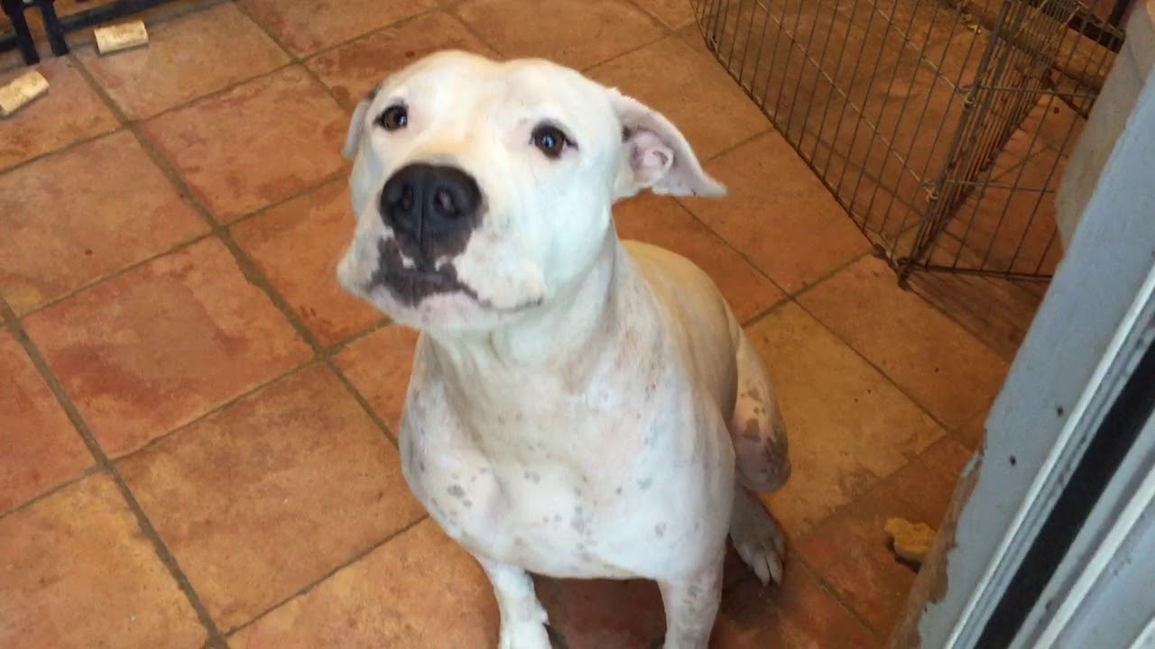 Video of adoptable pet named Romeo - YouTube